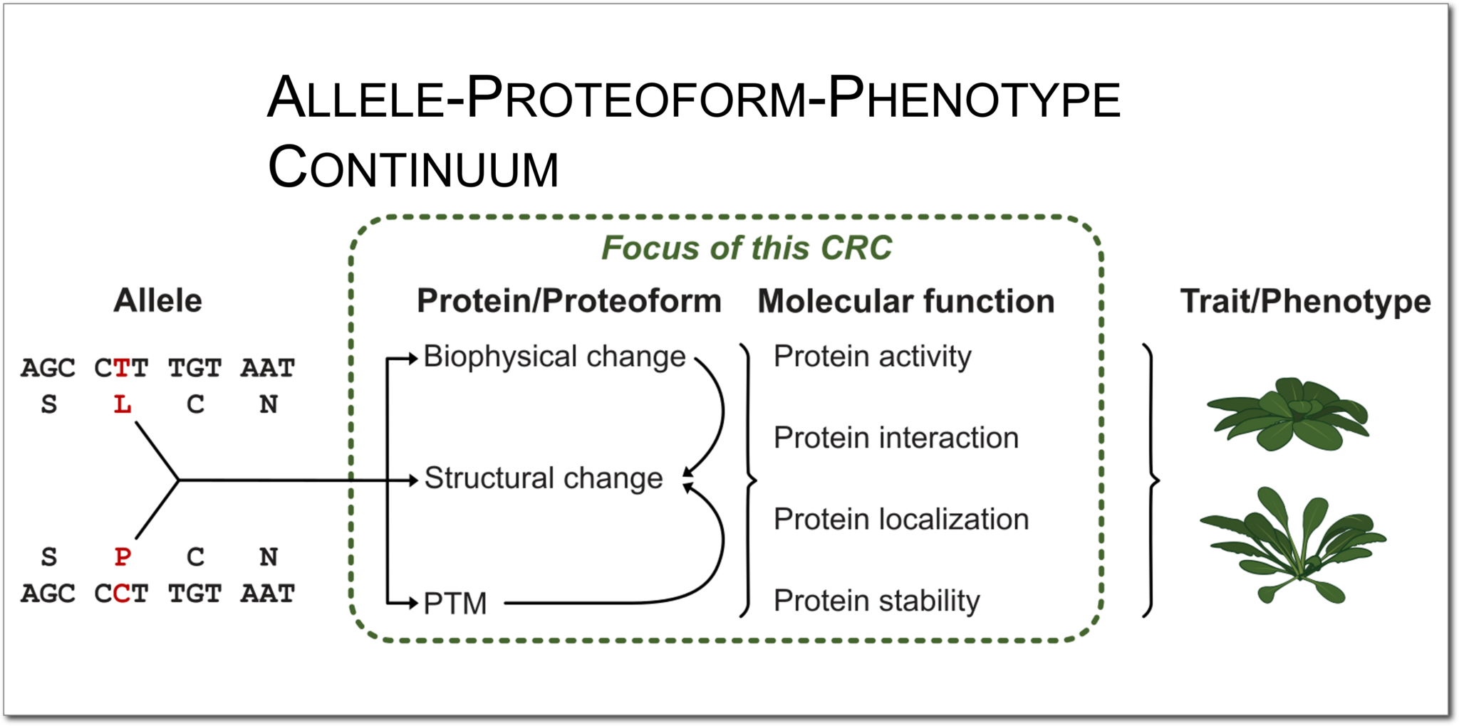 RESEARCH - Plant Proteoform Diversity